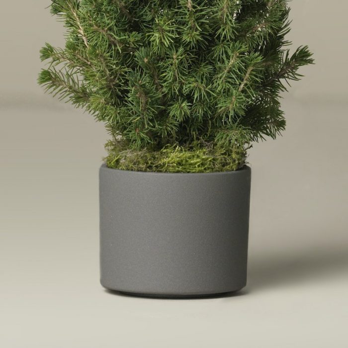 The Lichfield Gold Miniature Tree · Paul Thomas Flowers