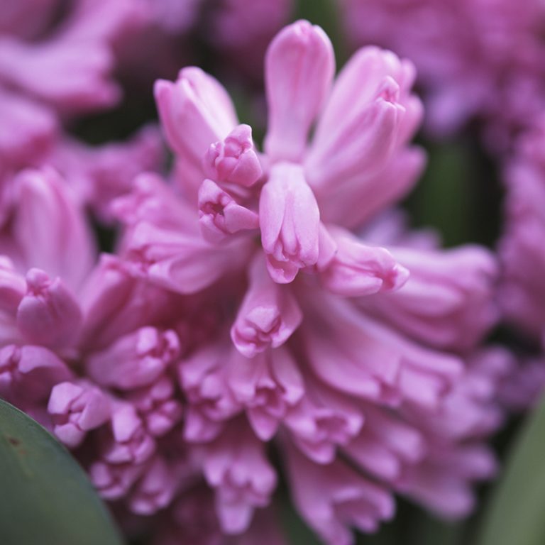 Shop · Paul Thomas Flowers